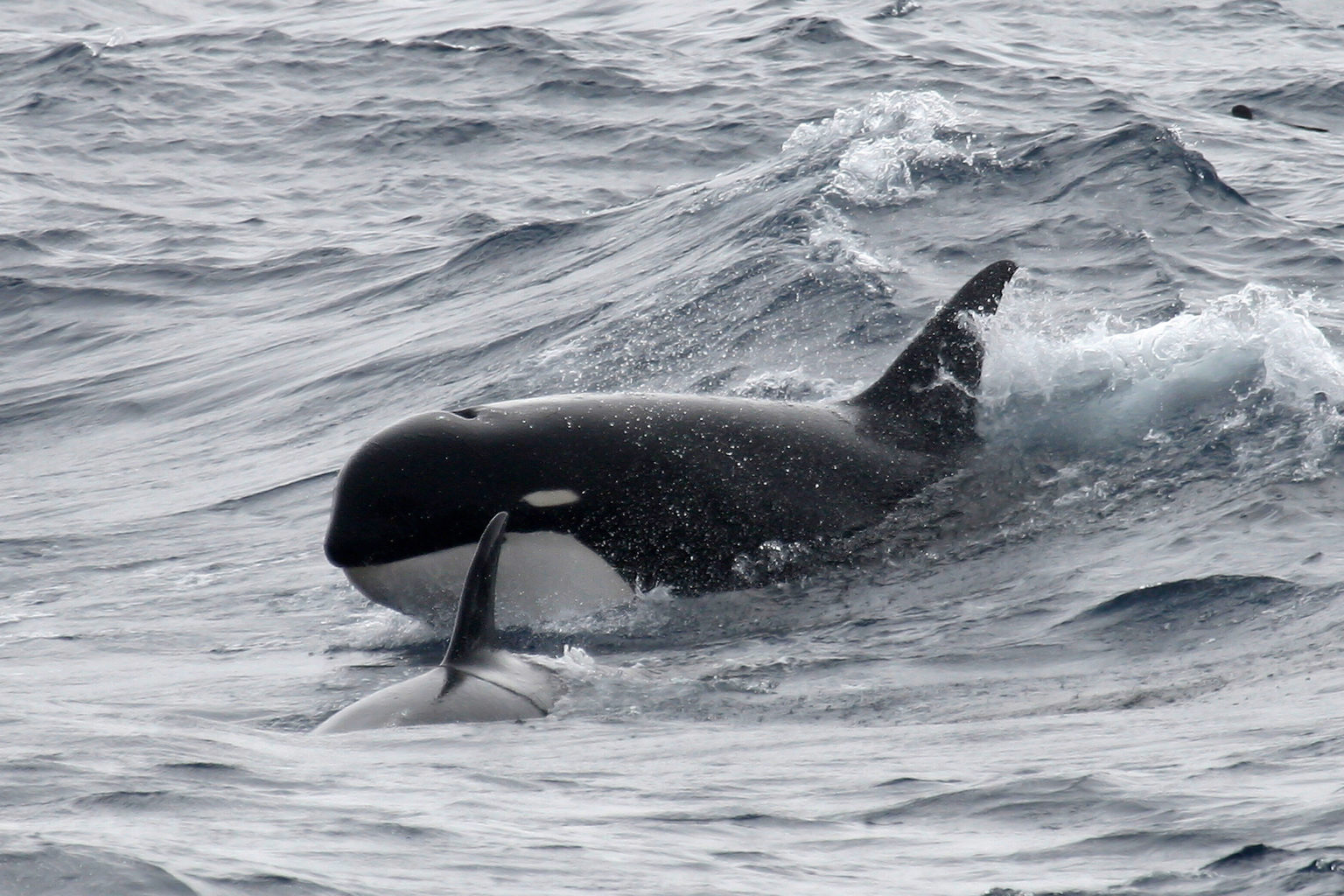 International symposium on orcas: February 16th to 21st, 2025, in ...