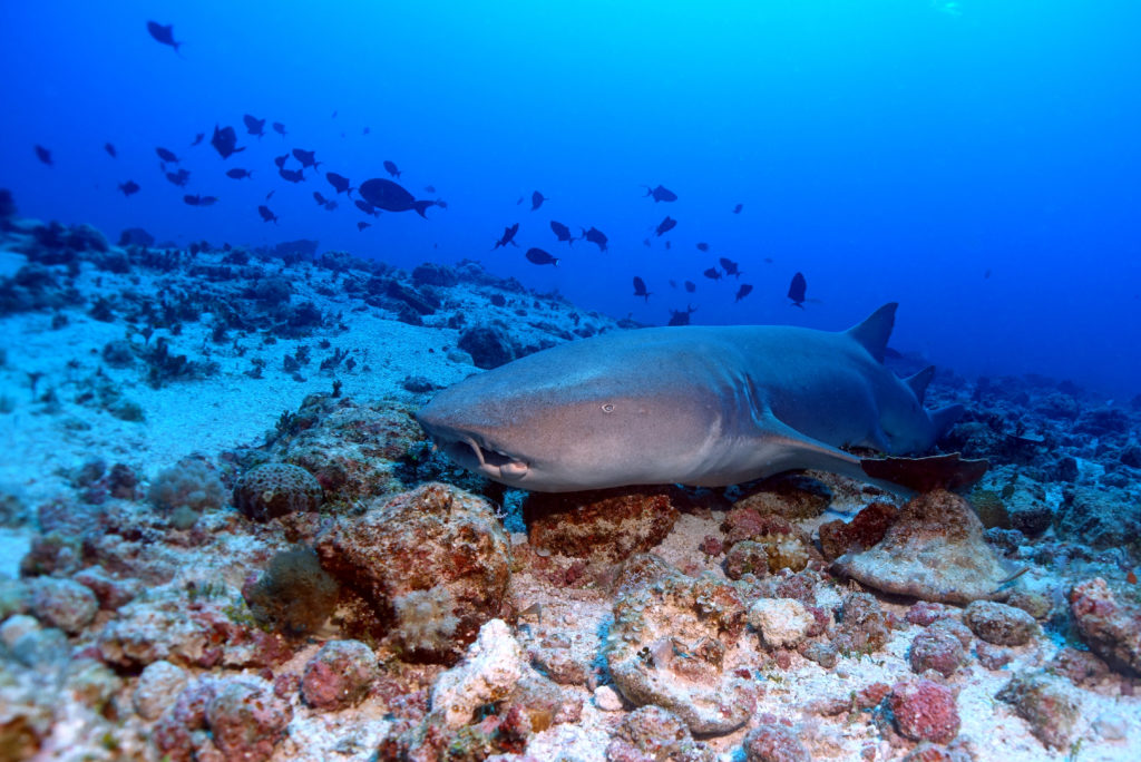 Protected areas and fisheries management: keys to the survival of ...